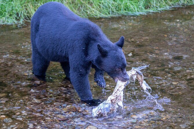 Alaska Wildlife Safari and Sightseeing Tour - Key Points