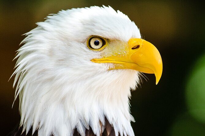 Alaska Wildlife Safari and Sightseeing Tour - The Sum Up: Is It Worth Your Time?
