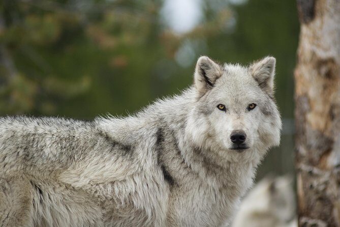 Alaska Wildlife Tour - Final Thoughts