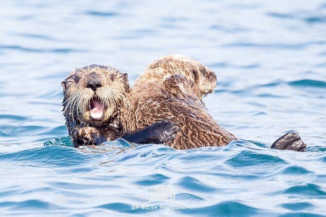 Alaska Wildlife Tour in Kachemak Bay - Exploring the Alaska Wildlife Tour in Kachemak Bay: An In-Depth Review