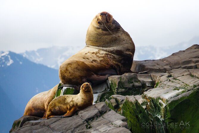 Alaska Wildlife Tour in Kachemak Bay - Final Thoughts: Is It Worth It?
