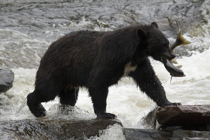 Alaskan Bear Encounter by Land & Sea - What You’ll Experience: Highlights and Realistic Expectations
