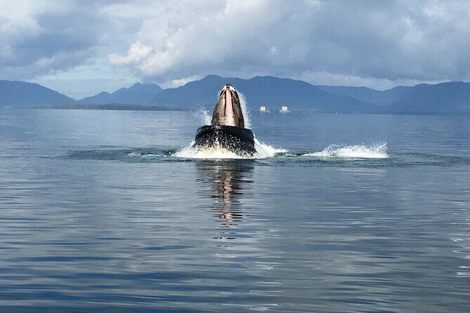 Alaskan Bear Encounter by Land & Sea - Who Should Book This Tour?