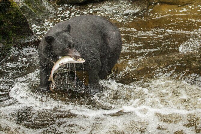 Alaskan Bear Encounter by Land & Sea - FAQs: Practical Questions Answered