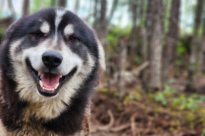 Alaskan Sled Dog Excursion in Fairbanks - An In-Depth Look at the Fairbanks Sled Dog Tour