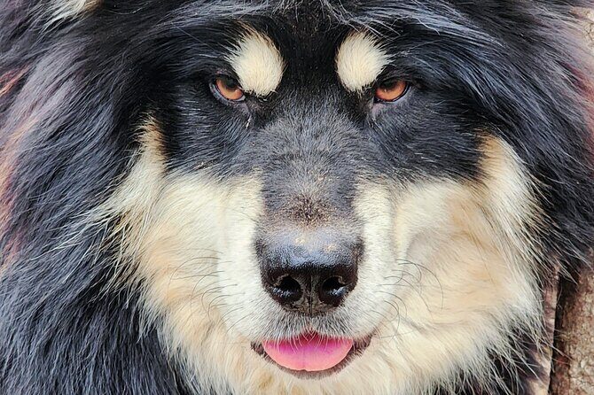 Alaskan Sled Dog Excursion in Fairbanks - FAQ