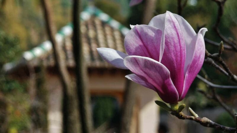 Albaicin and Sacromonte: Guided tour and sunset at Mirador San Nicolas - Practical Details: What You Need to Know