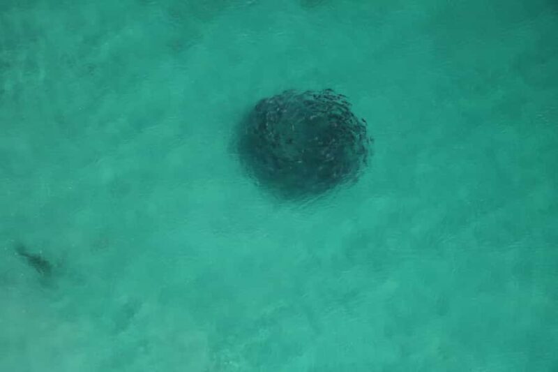 Albany: 30 min scenic helicopter flight - Authentic Traveler Feedback