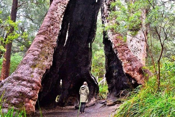 Albany Southwest Wilderness Day Tour - Fly From Perth - The itinerary in detail
