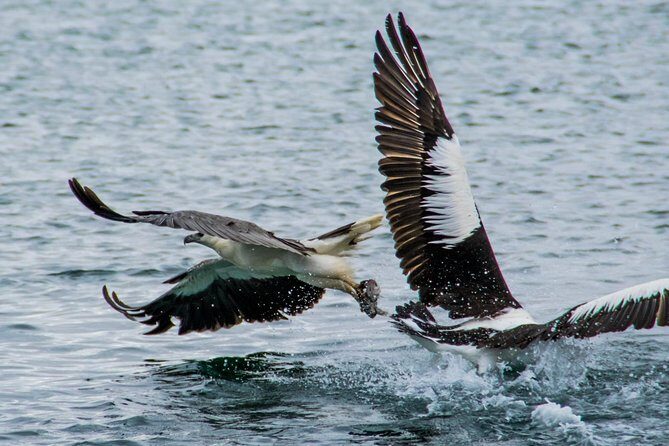 Albany Wildlife and Scenic Cruise - Who Should Consider This Tour?