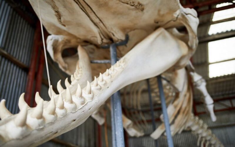Albany's Whale Story - What to Expect on This Tour
