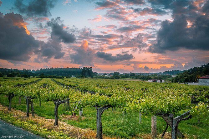 Albariño trails Private Wine Tour/Shore excursion from Vigo - Exploring the Albariño Trails: What to Expect
