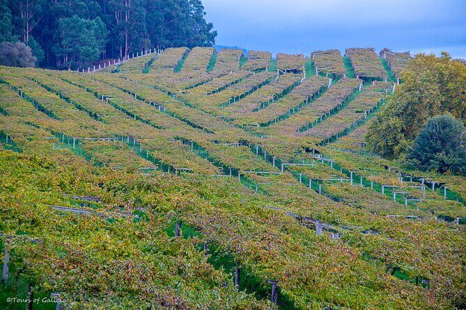 Albariño trails Private Wine Tour/Shore excursion from Vigo - Who Will Love This Tour?