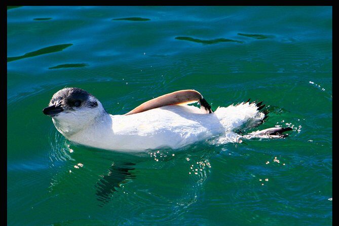 Albatross, seals, and sea birds-Wildlife Cruise - The Sum Up