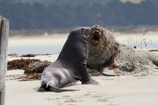 Albatross, seals, and sea birds-Wildlife Cruise - FAQ