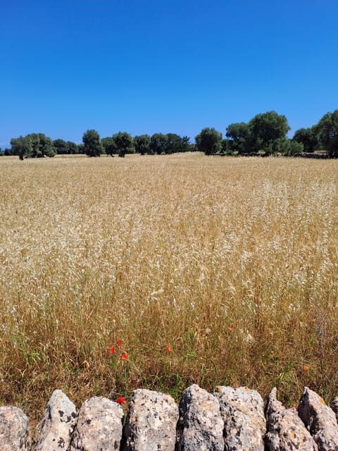 Alberobello: e-bike tour and orecchiette cooking class - Who Will Love This Tour?