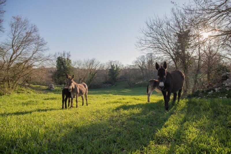 Alberobello e-bike tour, trulli, mill and donkey farm - Frequently Asked Questions