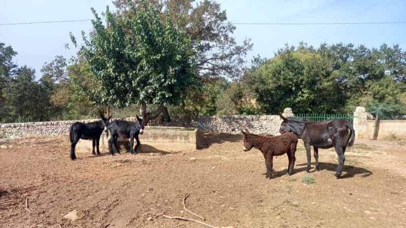 Alberobello e-bike tour with visit to a donkey farm - Final Thoughts: Is It Worth It?