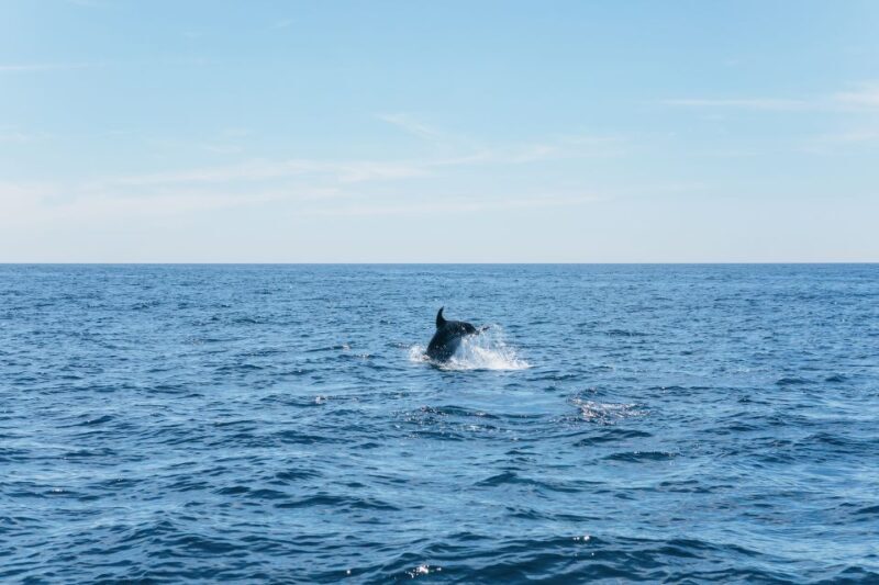 Albufeira: 2.5-Hour Benagil Caves & Dolphin Watching - Who Would Love This Tour?