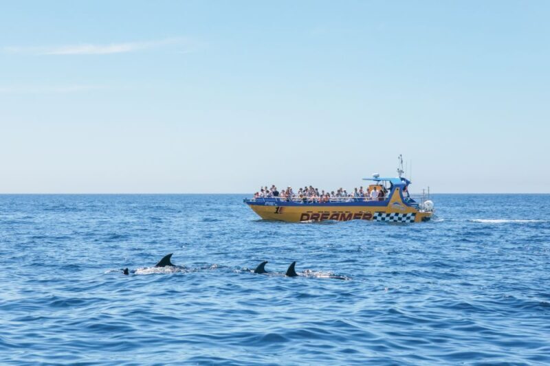 Albufeira: 2.5-Hour Benagil Caves & Dolphin Watching - Frequently Asked Questions