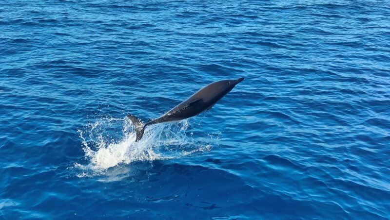 Albufeira: 2.5-Hour Dolphin Watching and Caves Trip - Authenticity and Real-Life Experience