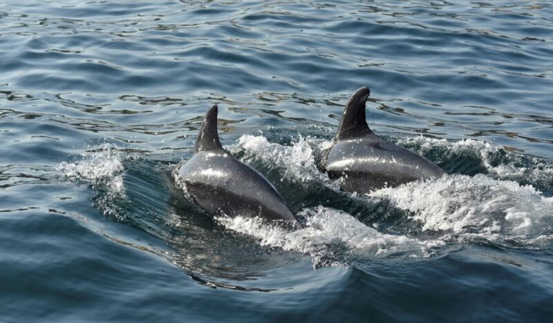 Albufeira: 2.5-Hour Dolphin Watching and Caves Trip - Why Choose This Tour?