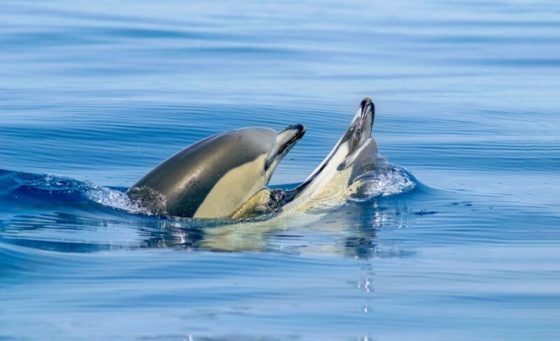 Albufeira: 2.5-Hour Private Dolphin & Benagil Caves tour - FAQ