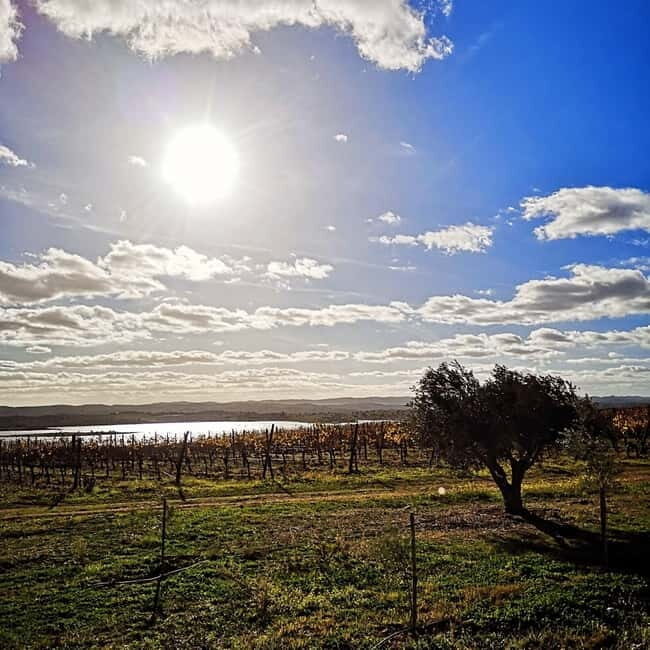 Albufeira: Algarve Wine Tasting, Gastronomical-Cultural Tour - Key Points