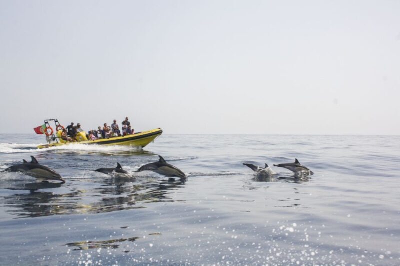 Albufeira: Benagil Caves & Dolphin Watching Speed Boat Tour - Analyzing Value and Practicality