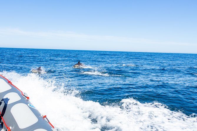 Albufeira: Dolphins and Caves Private Tour - Why This Tour is Worth Considering