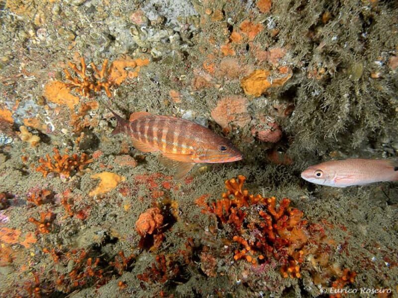 Albufeira: Double Ocean Dive for Certified Divers - The Experience from the Diver’s Perspective