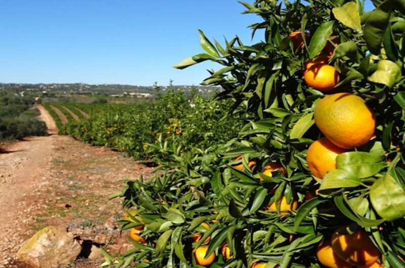 Albufeira: Full Day Safari Excursion in Algarve Mountains - The Experience and Value