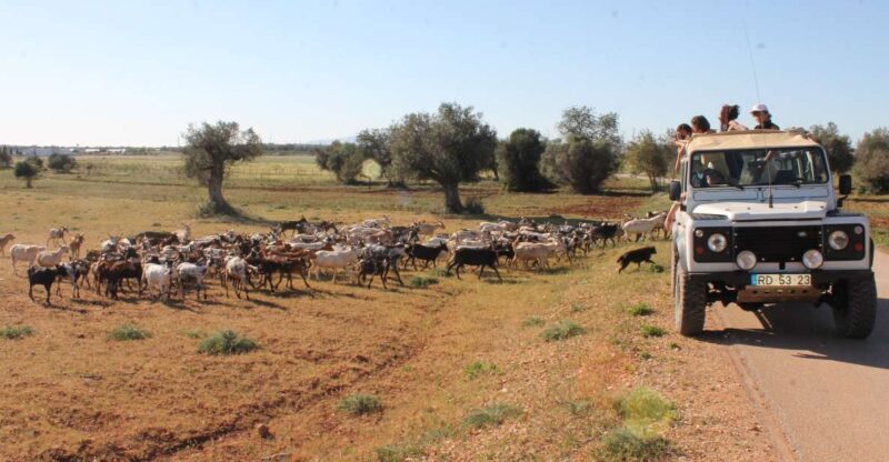 Albufeira: Jeep Safari Half-Day Countryside Tour - The Experience: What’s in Store