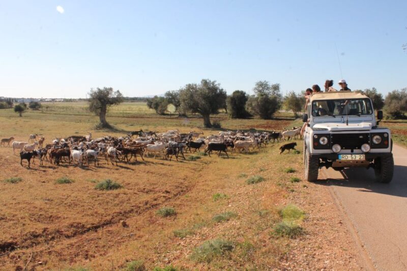 Albufeira: Jeep Safari Half-Day Countryside Tour - Final Thoughts: Who Will Love This Tour?