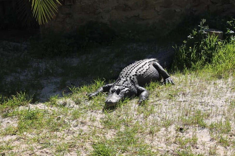 Albufeira Jeep Safari with Zoo - The Real Value for Travelers