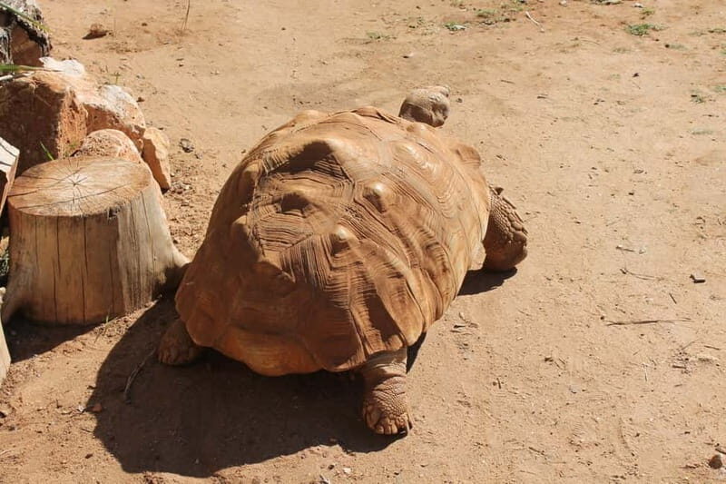 Albufeira Jeep Safari with Zoo - Who Should Consider This Tour?