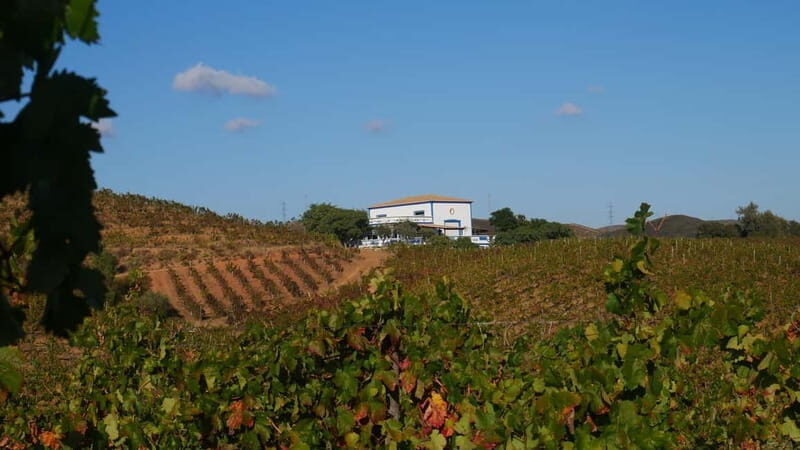 Albufeira, Olhão, Faro: visit to a vineyard, free time in Silves - An In-Depth Look at the Tour