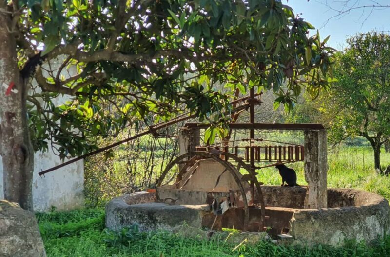 Albufeira: Safari Excursion in the Algarve Mountains - An Authentic Adventure in the Algarve Mountains