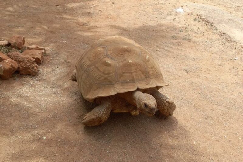 Albufeira Safari with entrance in Krazy World & Bone Chapel - Key Points