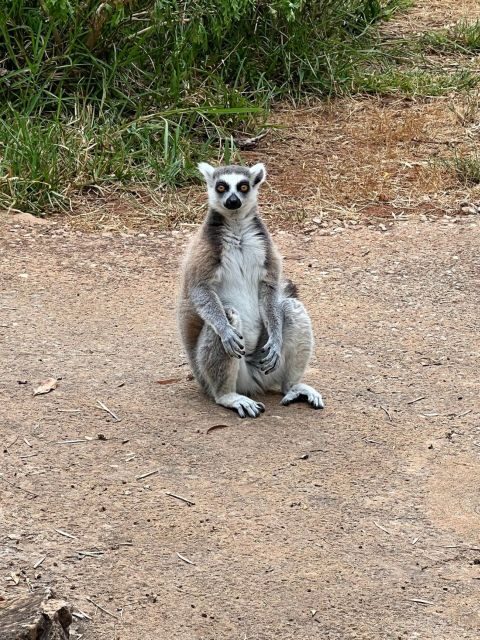 Albufeira Safari with entrance in Krazy World & Bone Chapel - Final Thoughts: Who Will Love This Experience?