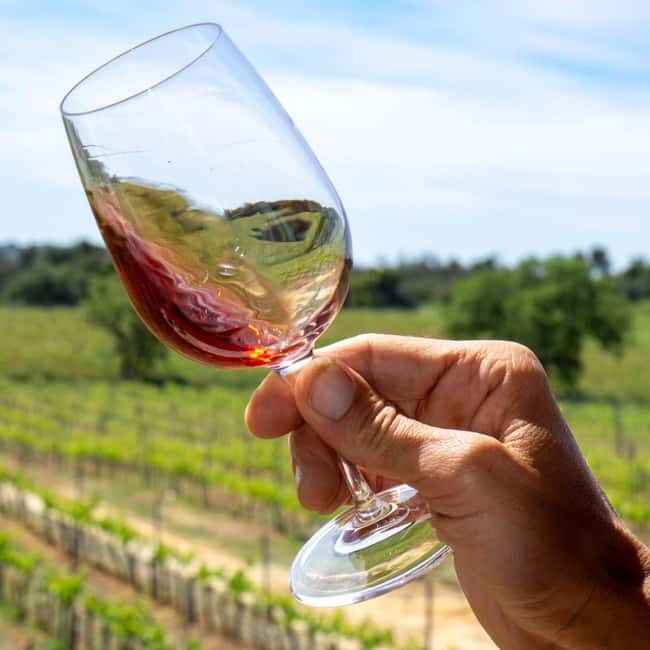 Albufeira: Wine Tasting Tour with Castle and Windmill Visit - Who is This Tour Best For?