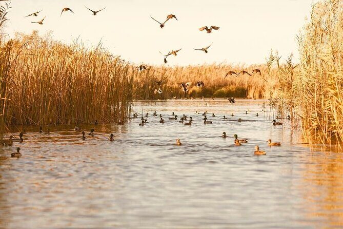Albufera Natural Park with a Boat Tour from Valencia - FAQs