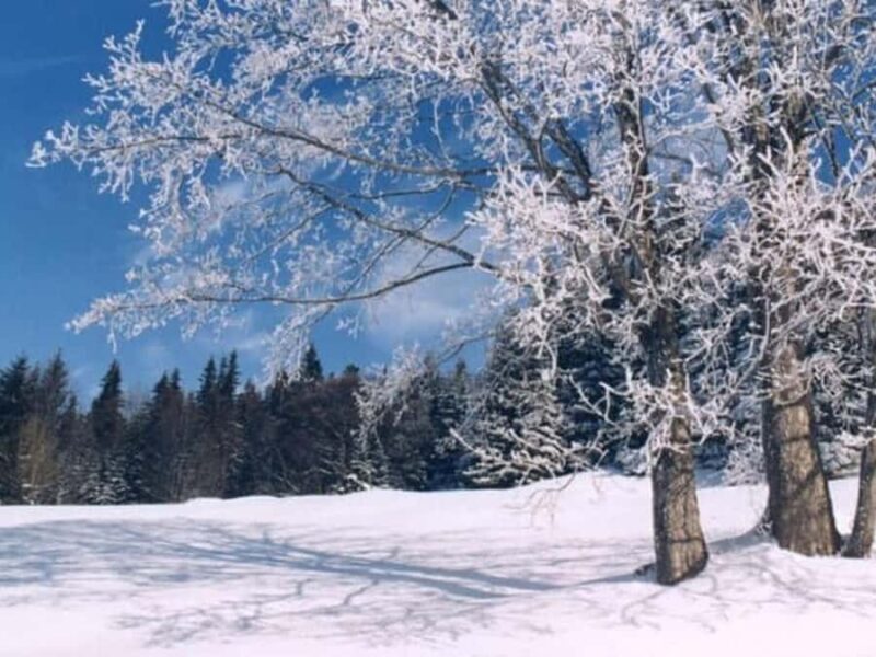 Albuquerque: Sandia Peak Snowshoe Tour with Tram Ride - Who Will Love This Tour?