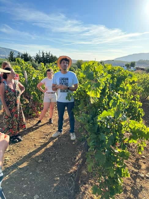 Alcamo: Natural Wine & Olive Oil Tasting - Sicily - Who Will Love This Tour?
