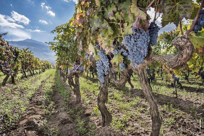 Alcantara Food & Wine Day Tour (Private Experience) - FAQs