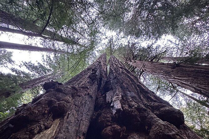 Alcatraz Plus Muir Woods & Sausalito Combo Tour - Final Thoughts