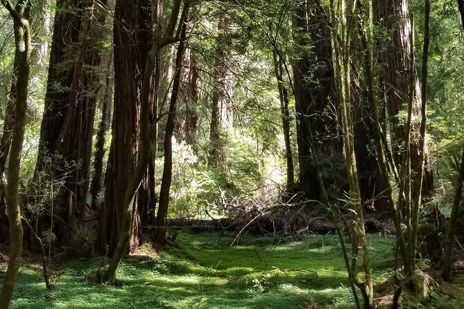 Alcatraz with Muir Woods and Sausalito Tour - Traversing the Golden Gate and Marin County