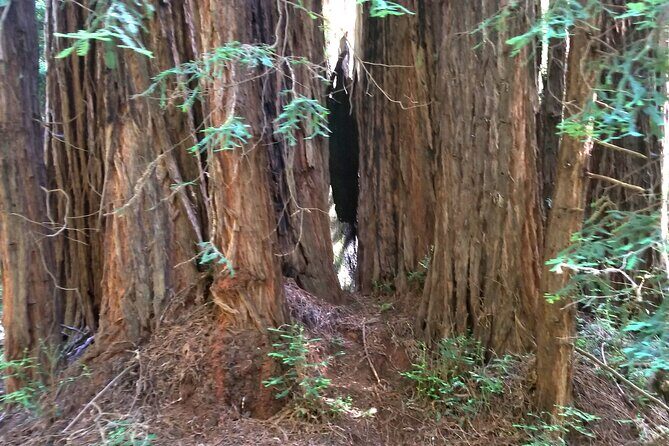 Alcatraz with Muir Woods and Sausalito Tour - Final Thoughts