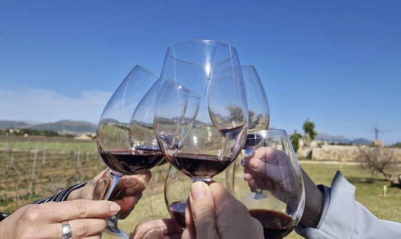 Alcúdia/Can Picafort: Guided Vineyard Visit and Wine Tasting - Discovering Mallorca’s Boutique Wine Scene