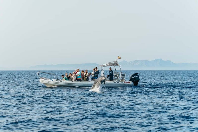 Alcudia or Can Picafort: Dolphin-Watching Cruise - Swimming at Es Coll Baix